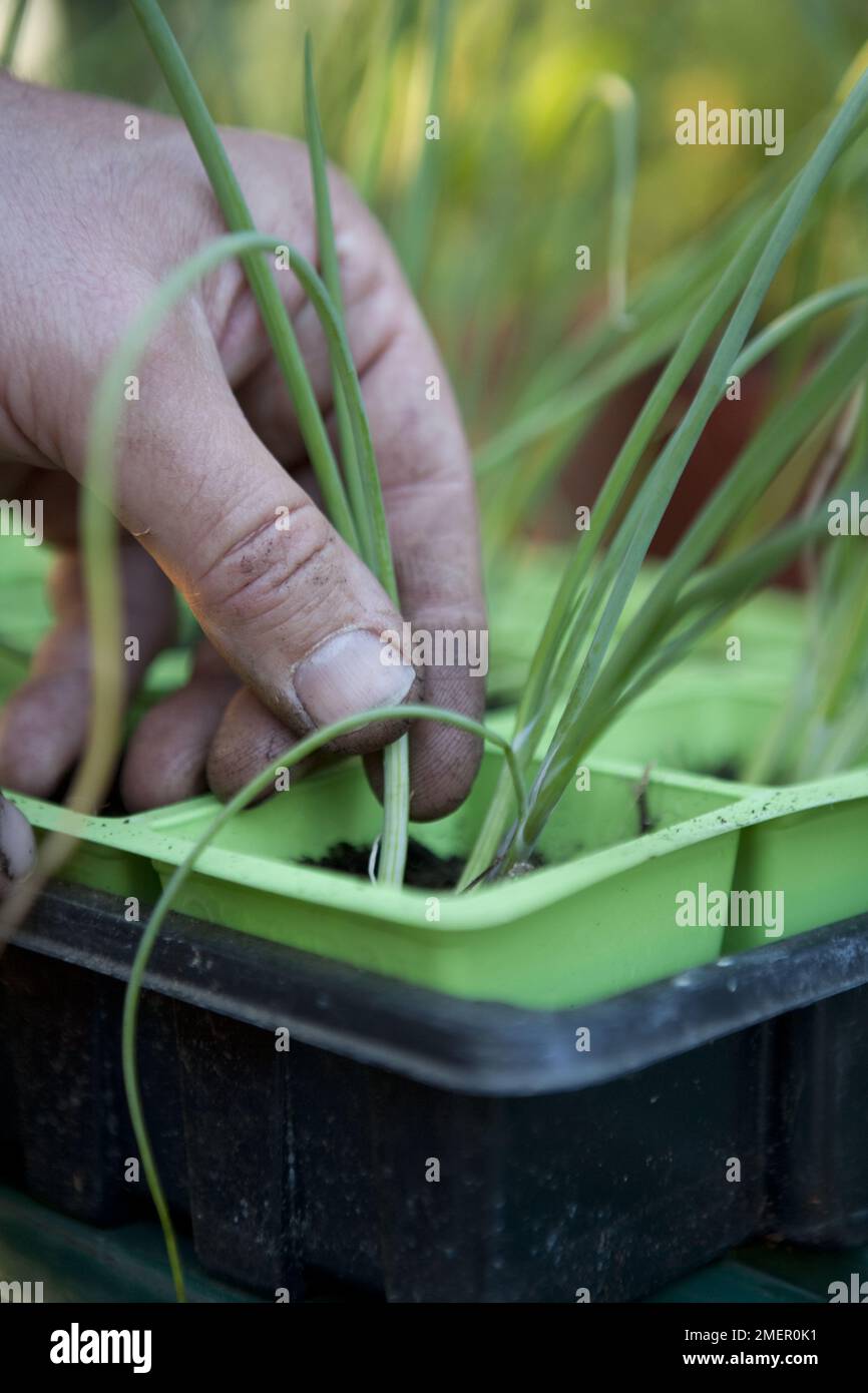 Onion, Ailsa Craig, allium crop, thinnng out crop grown in a module ...