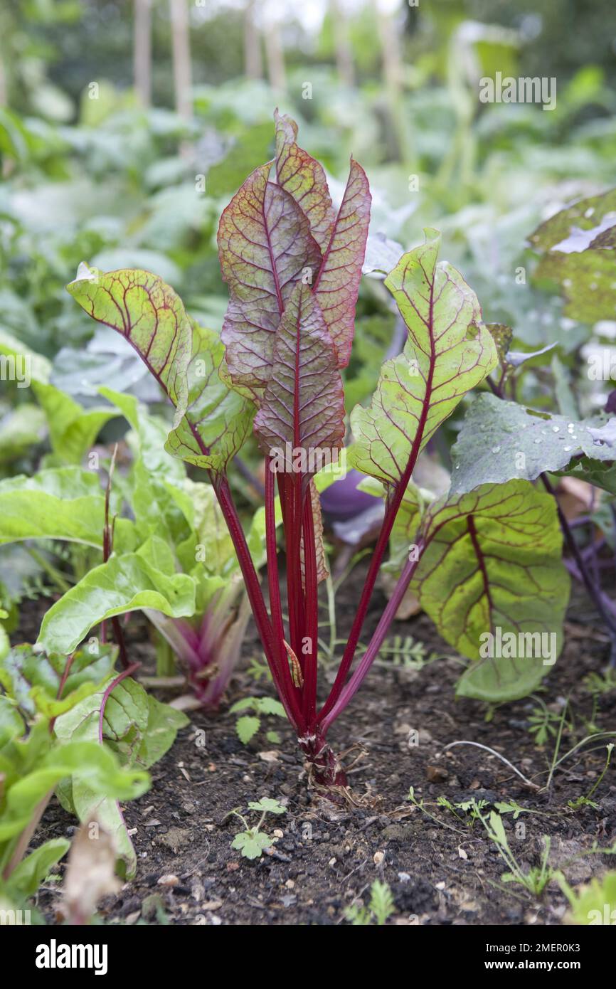 Swiss chard, Bright Lights, leaf crop, growing in a vegetable bed Stock ...