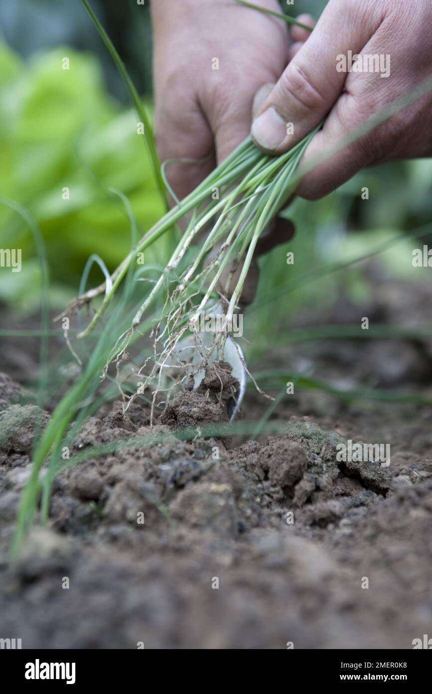 Leek, Musselburgh Improved, allium crop, transplanting young plants ...