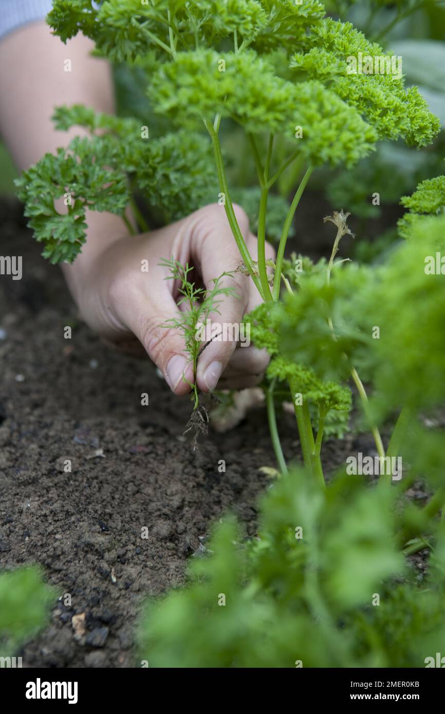 Parsley, culinary herb, biennial plant, hand weeding Stock Photo - Alamy