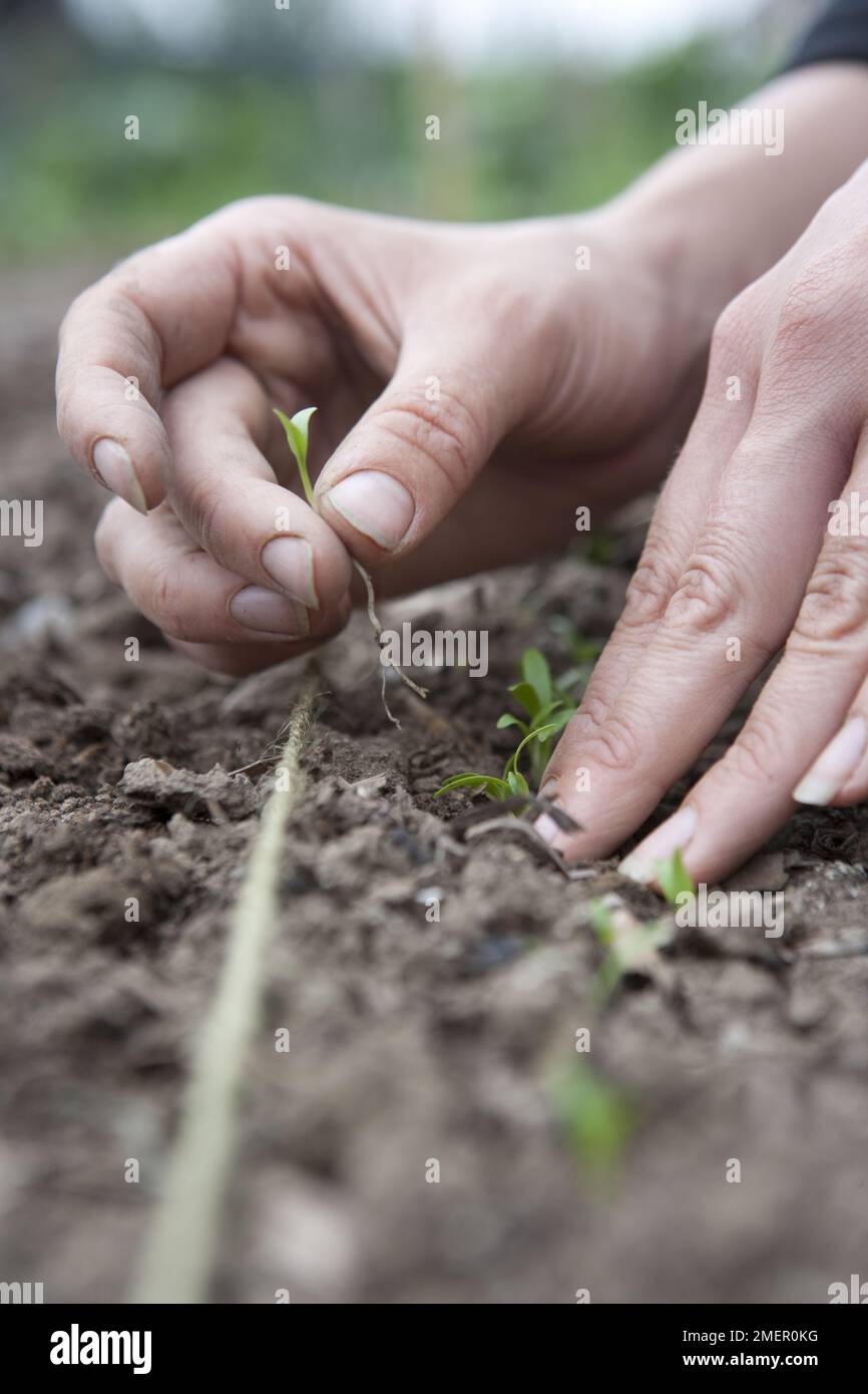 Parsnip, Gladiator, root crop, vegetable, seedlings replanted into ...