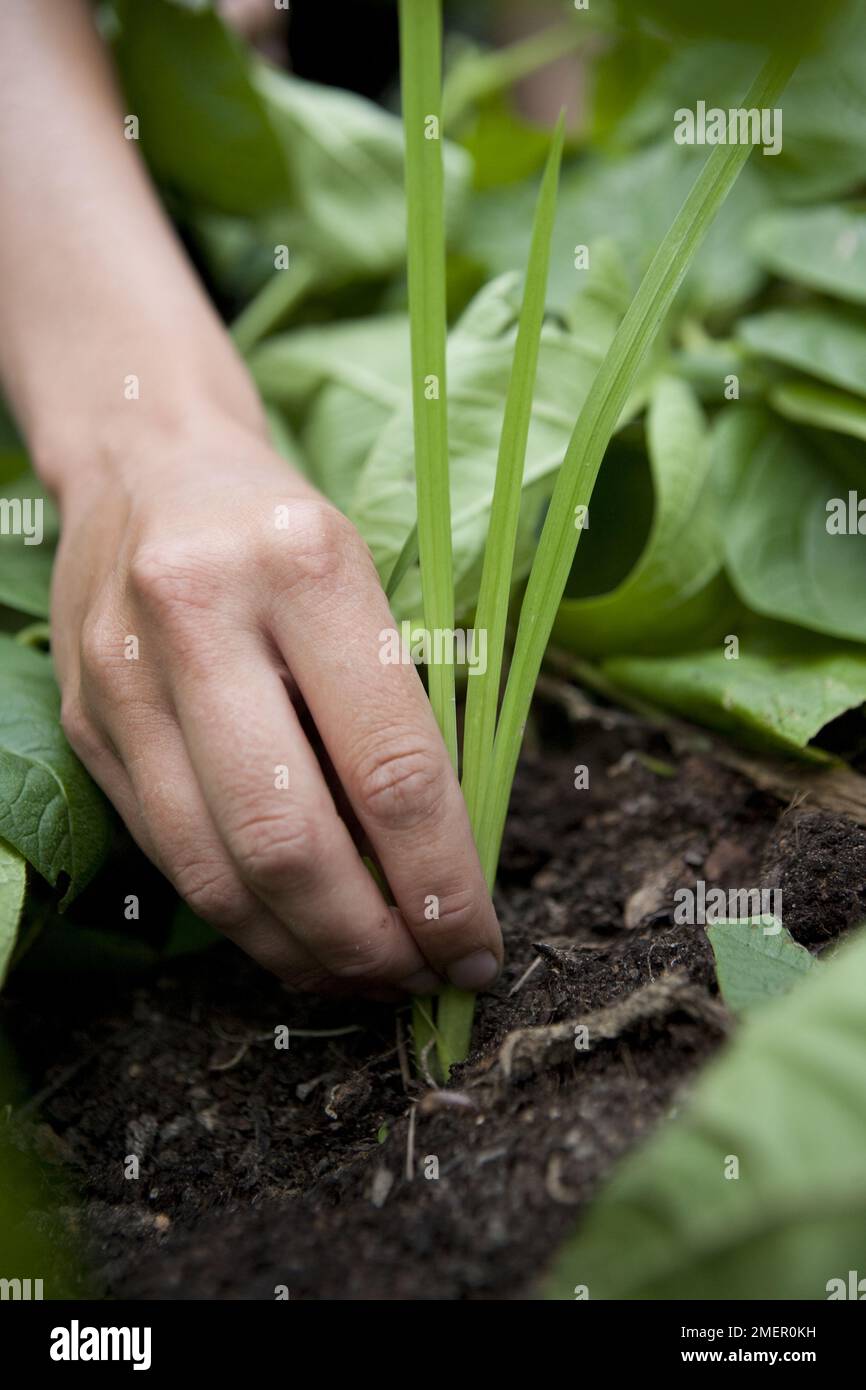 Potato melody hi-res stock photography and images - Alamy