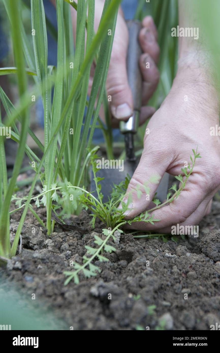 Salsify, root crop, vegetable, weeding around the seedlings Stock Photo ...
