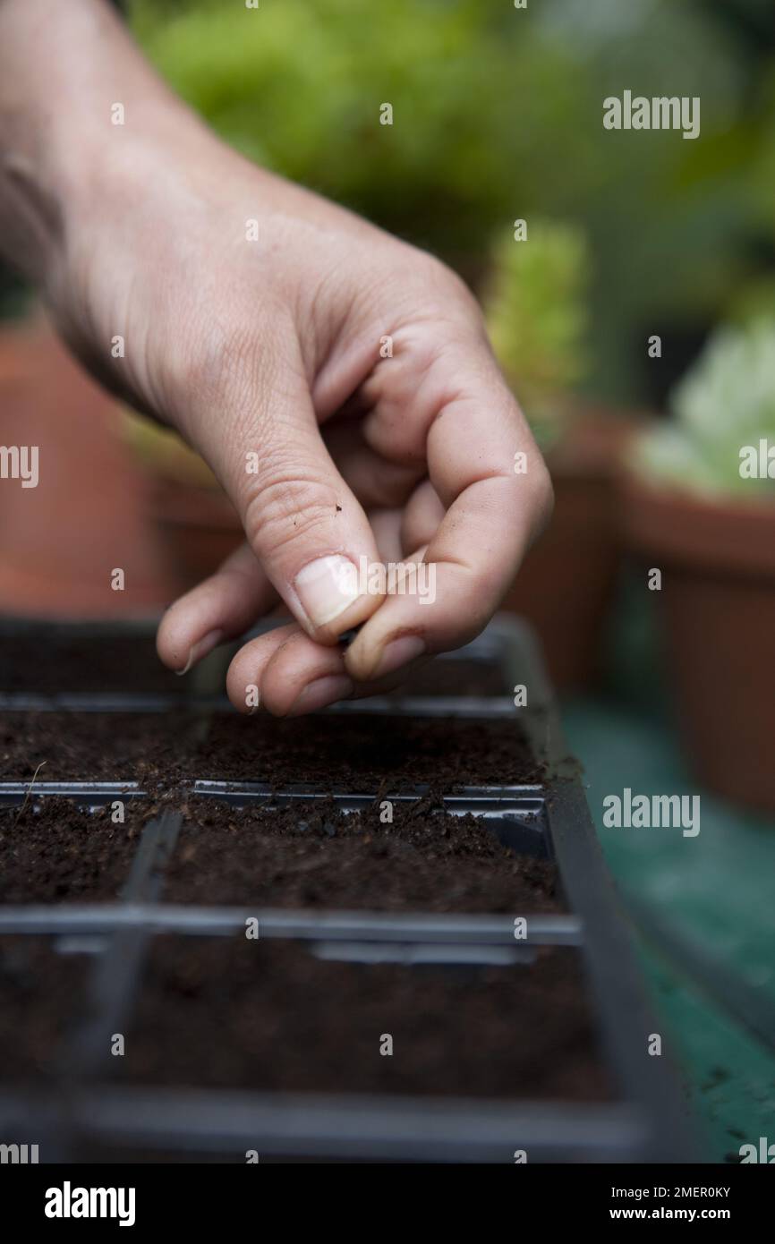 Shallot, Banana, sowing seeds into a module tray Stock Photo - Alamy