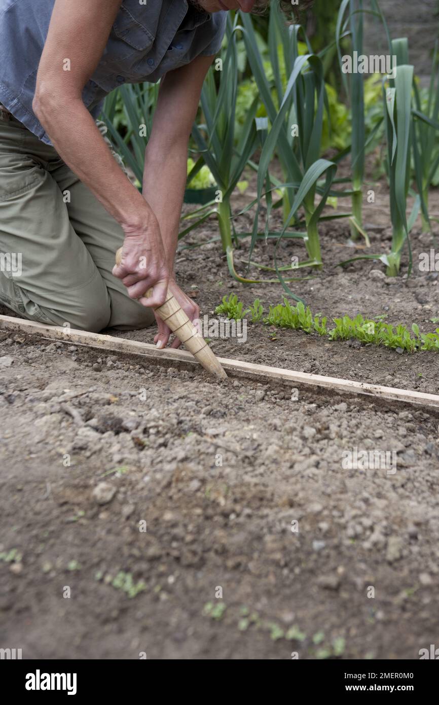 Shallot, Banana, sowing seeds directly along a sowing line Stock Photo ...