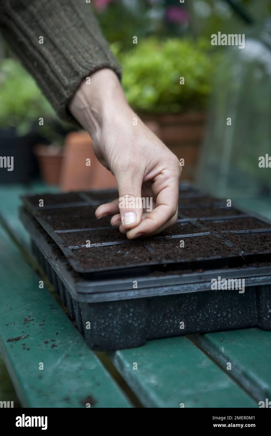 Shallot, Banana, module tray, sowing seeding in a potting tray Stock ...