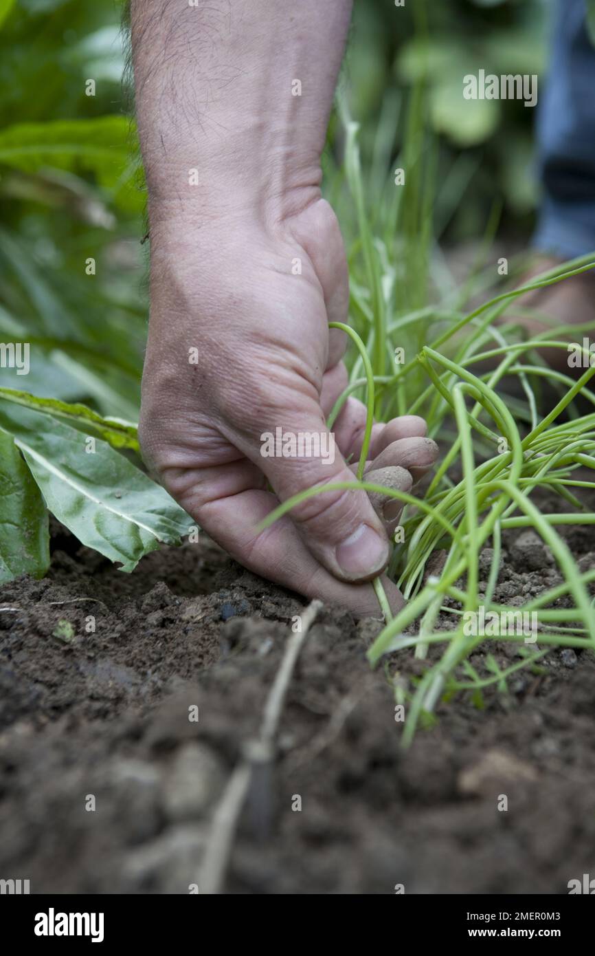 Thinning crop hi-res stock photography and images - Alamy