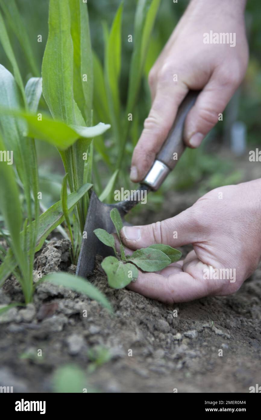 Scoronera, root crop, weeding using a trowel Stock Photo - Alamy