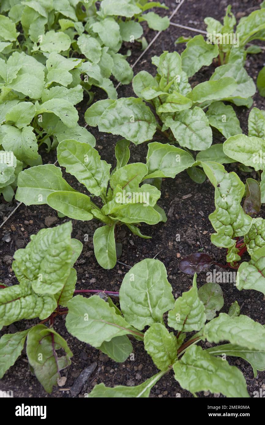 Swiss chard, Bright Lights, leaf crop growing in he garden Stock Photo ...