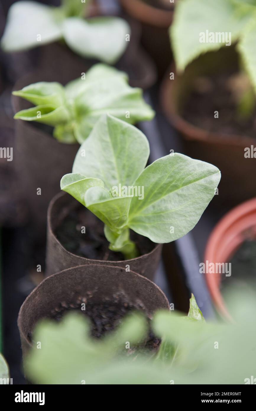 Biodegradable grow tubes hi-res stock photography and images - Alamy