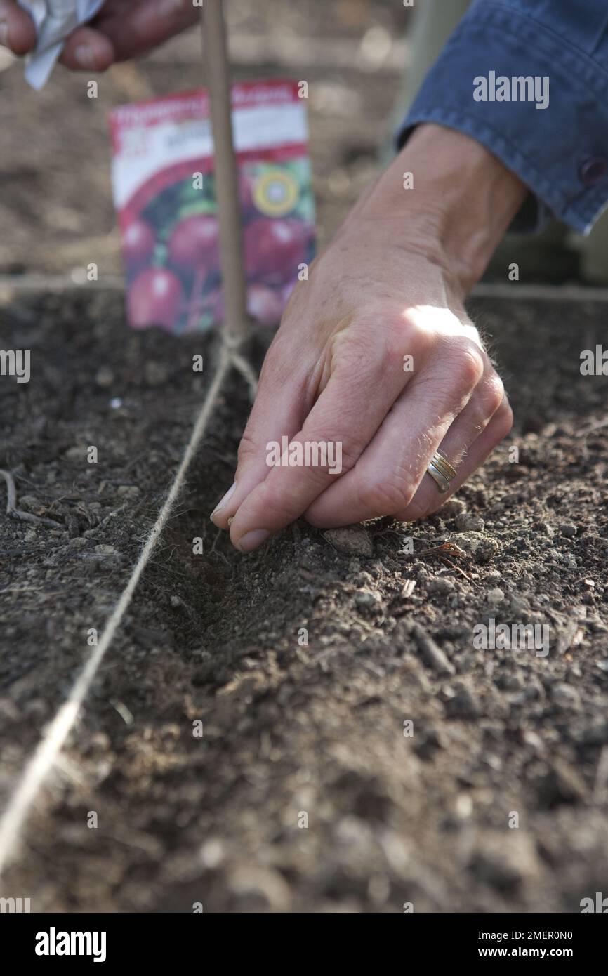 Beetroot, Bolthardy, sowing seeds direct into the ground, sprinkling ...