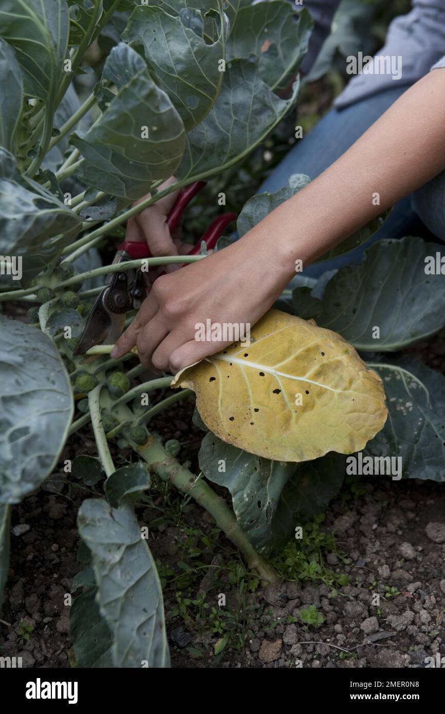 Brussels sprouts, Maximus brassica, removing yellow leaves with ...