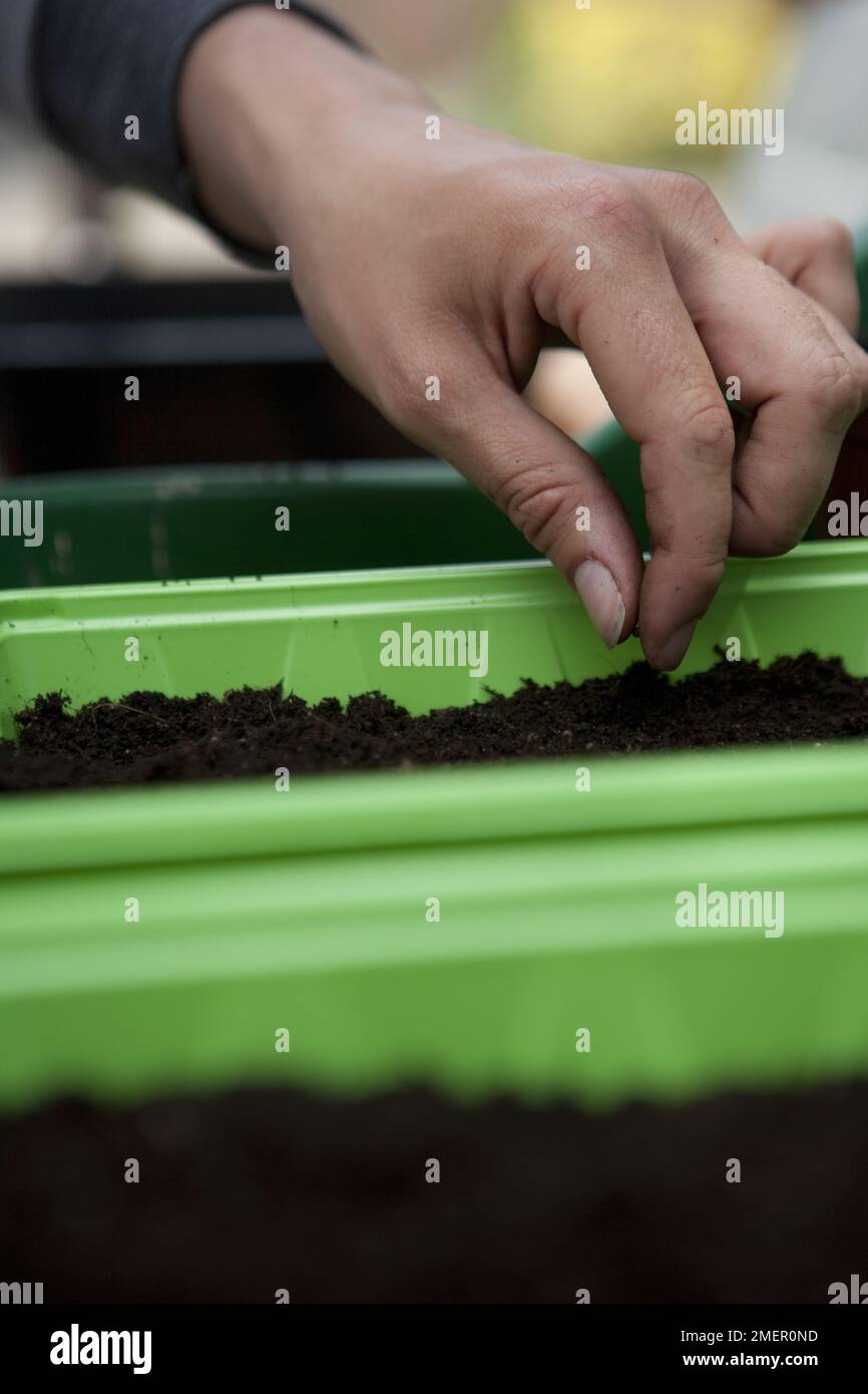 Brassica seeds hi-res stock photography and images - Alamy