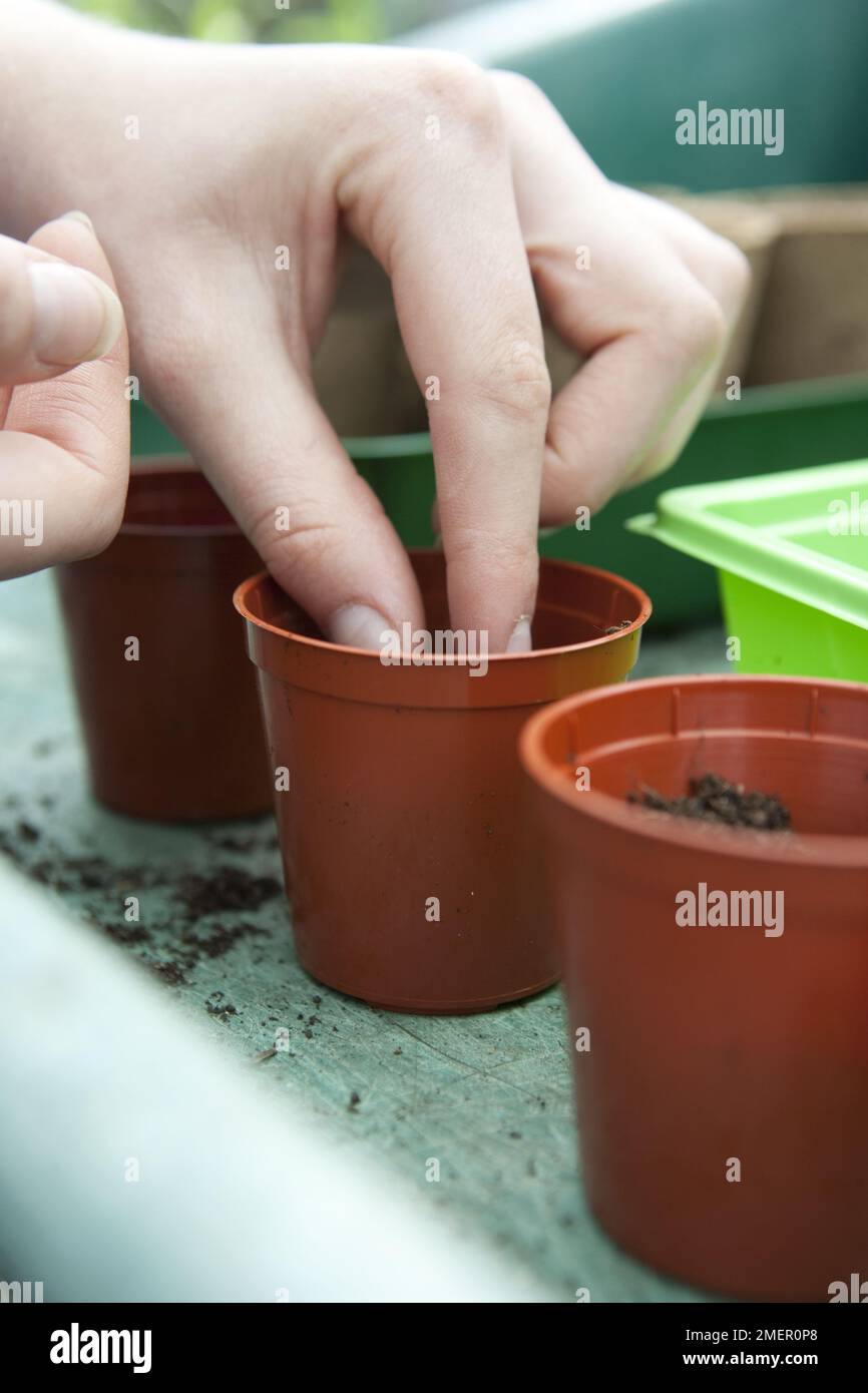 Cucumber, Tiffany, cucurbita, Cucurbitaceae vegetable, sowing seeds in ...