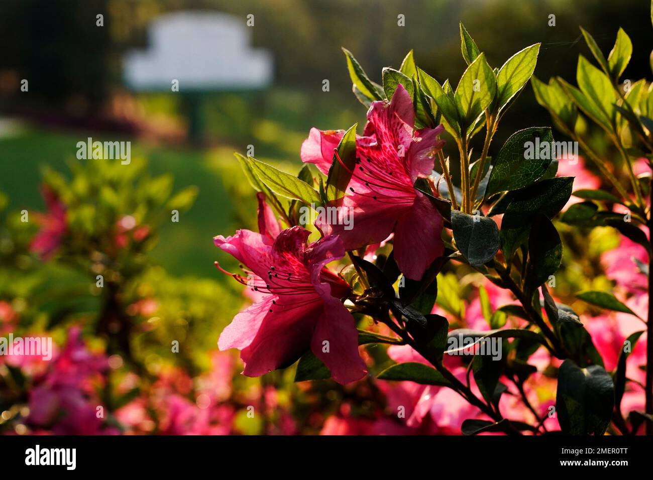 Azaleas bloom along the 10th fairway during a practice round for the ...