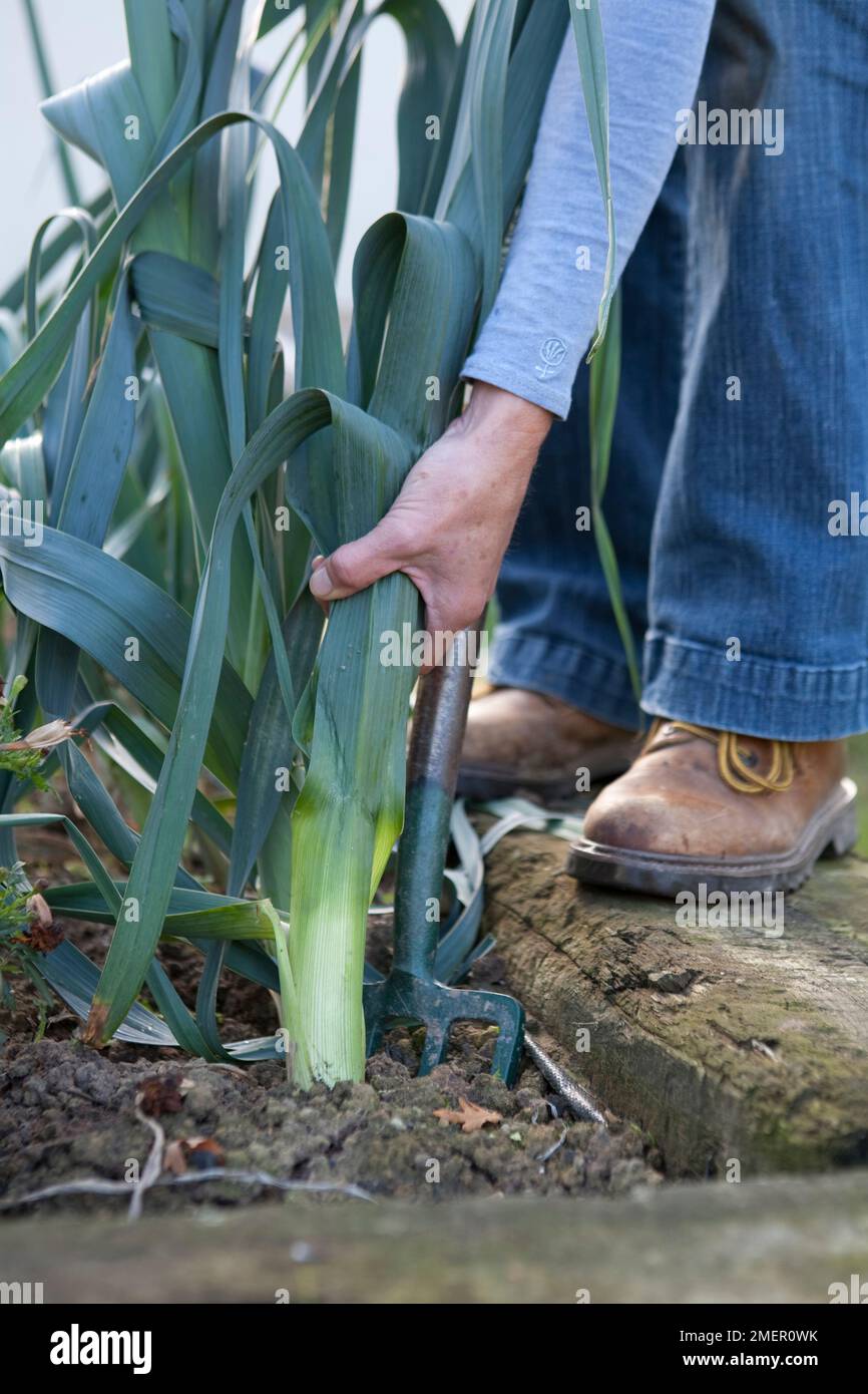 Leek, Musselburgh Improved, allium crop, harvesting crop using a fork ...