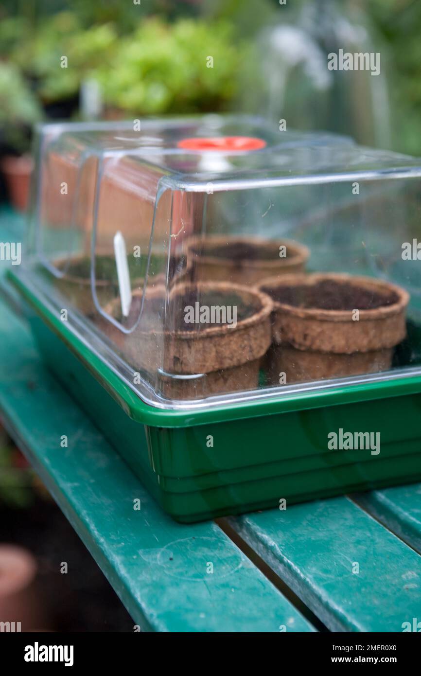 Spring onion, White Lisbon, salad onions, allium crop, germinating ...
