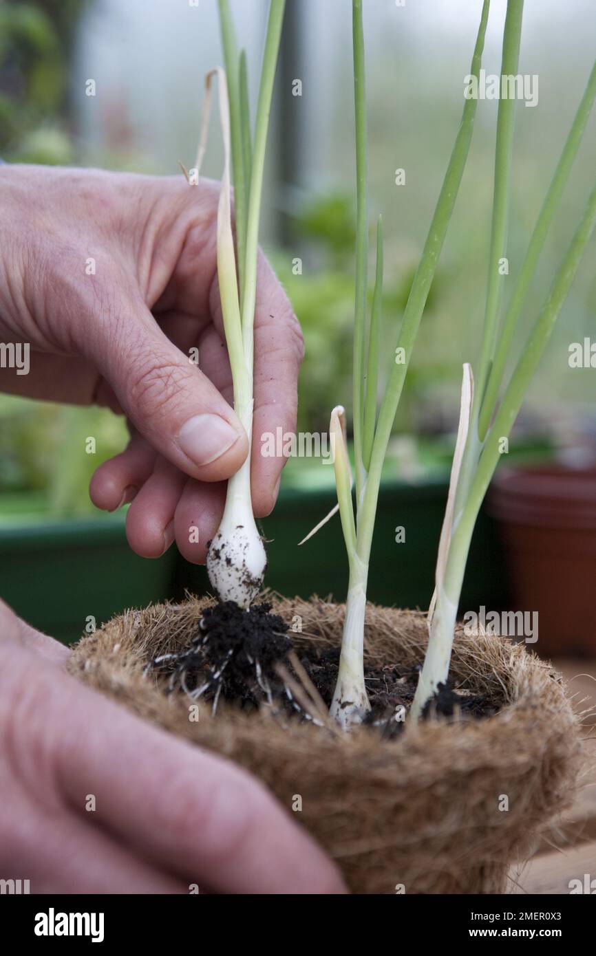 Spring onion, White Lisbon, salad onions, allium crop, harvesting crop ...