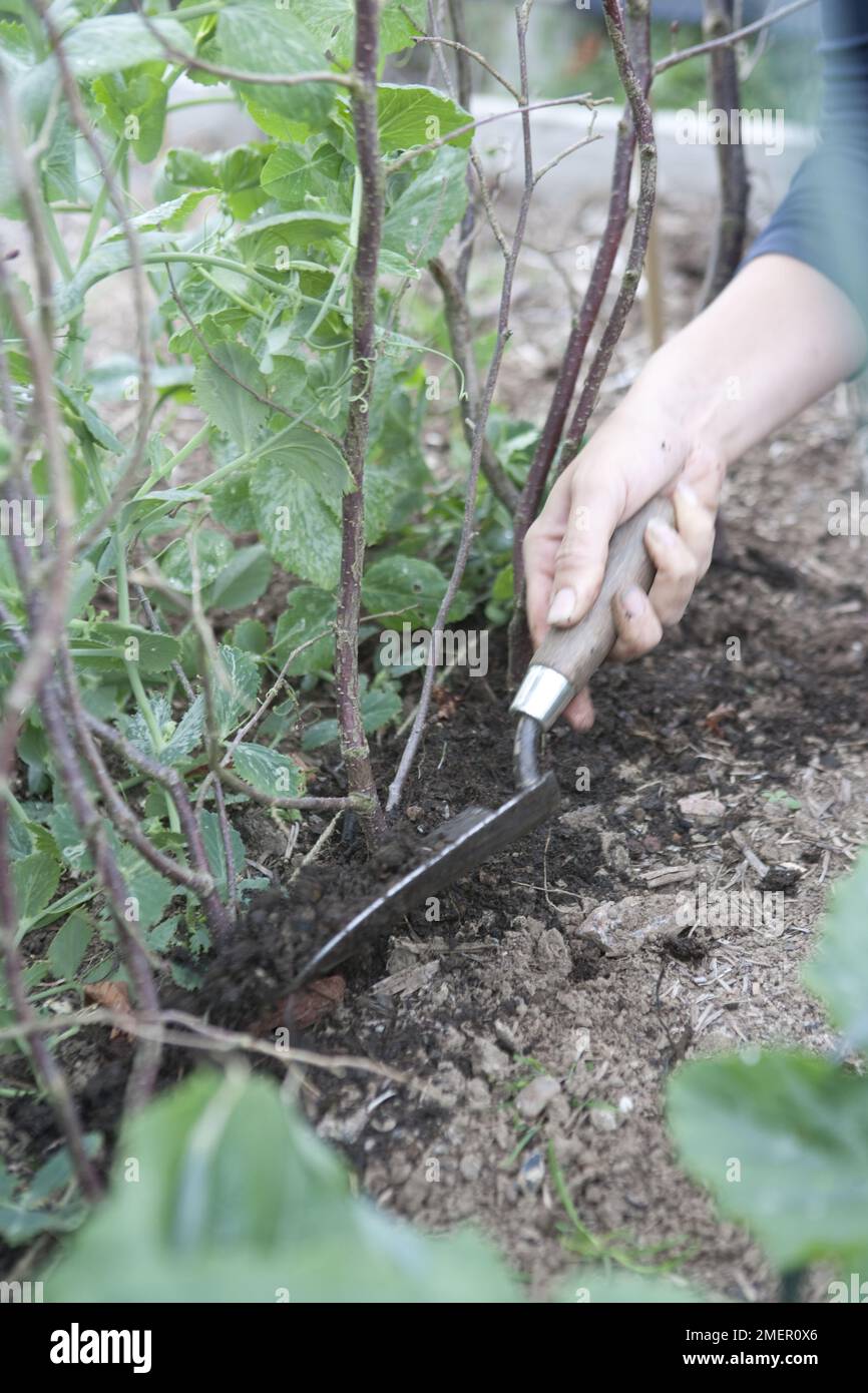 Pea, Ambassador, Pisum sativum, vegetable, podded crop, legume, mixing ...