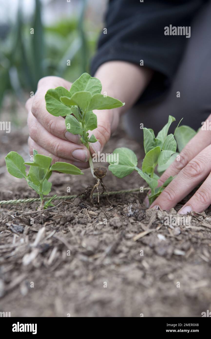 Pea, Ambassador, Pisum sativum, vegetable, podded crop, legume ...