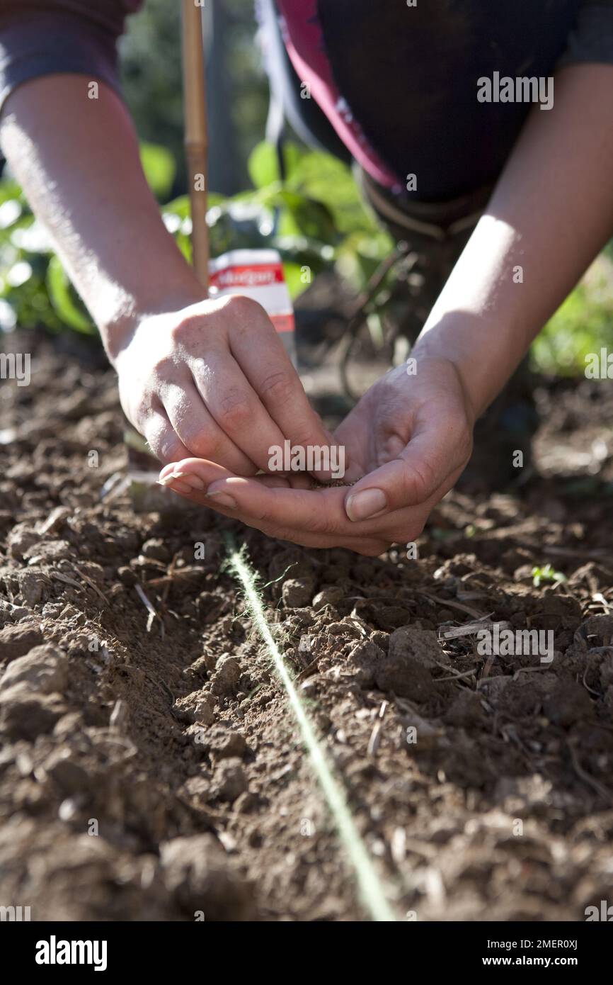 Radicchio 'Treviso Precoce Mesola', sowing direct, seed drill using ...