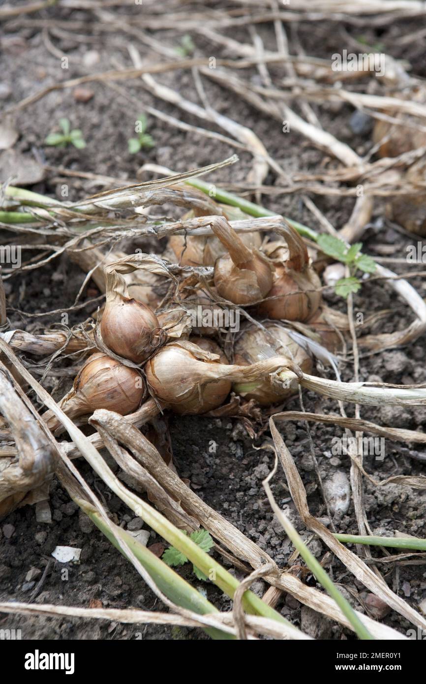 Banana Shallots, drying, mature bulbs, ready to harvest Stock Photo - Alamy