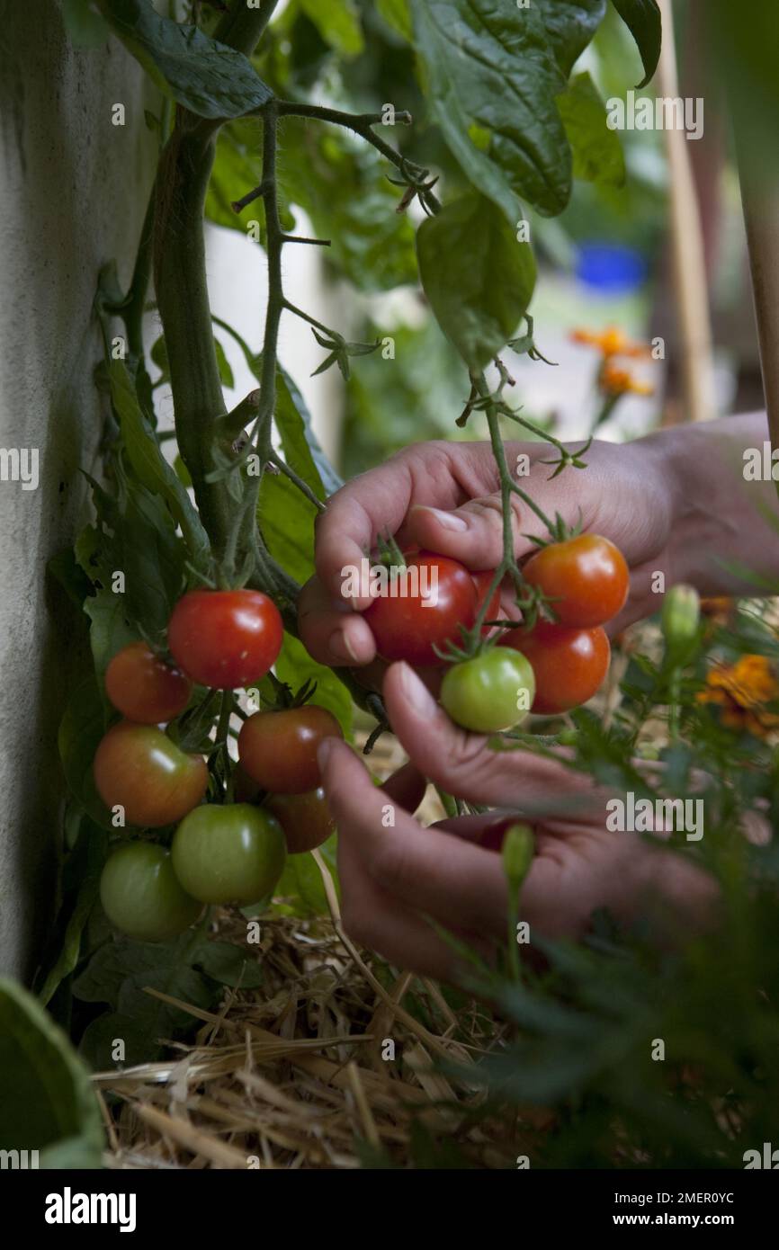 Harvesting cherry tomatoes, Gardeners Delight, fruiting crop Stock ...