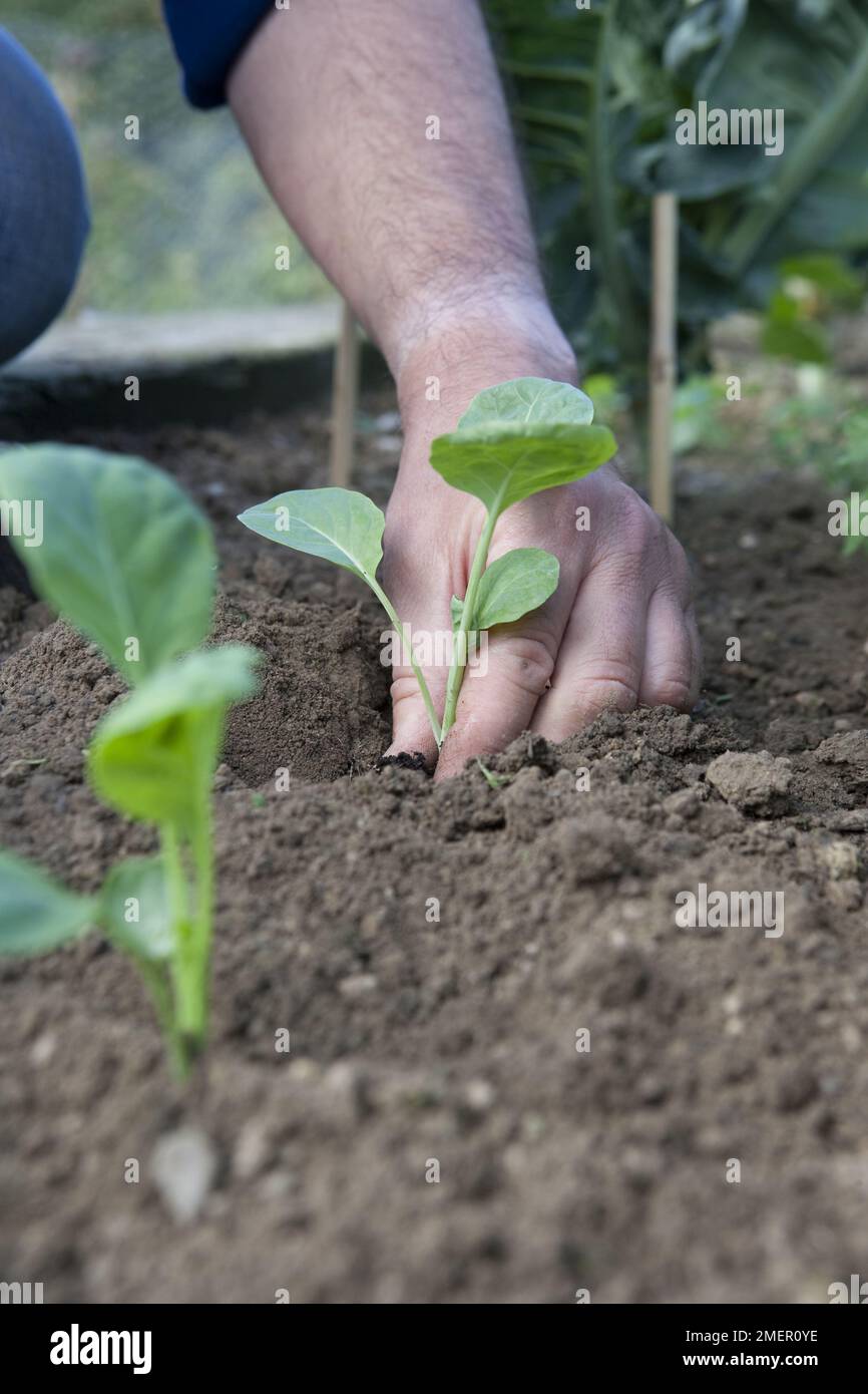 Planting out Brussels sprouts, Maximus, brassica, vegetable plants into ...