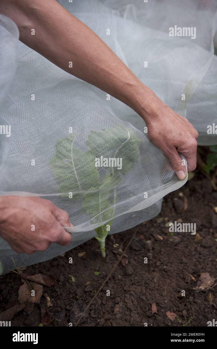 Courgette, Parador, cucurbita, replanting healthy vegetable plant in ...