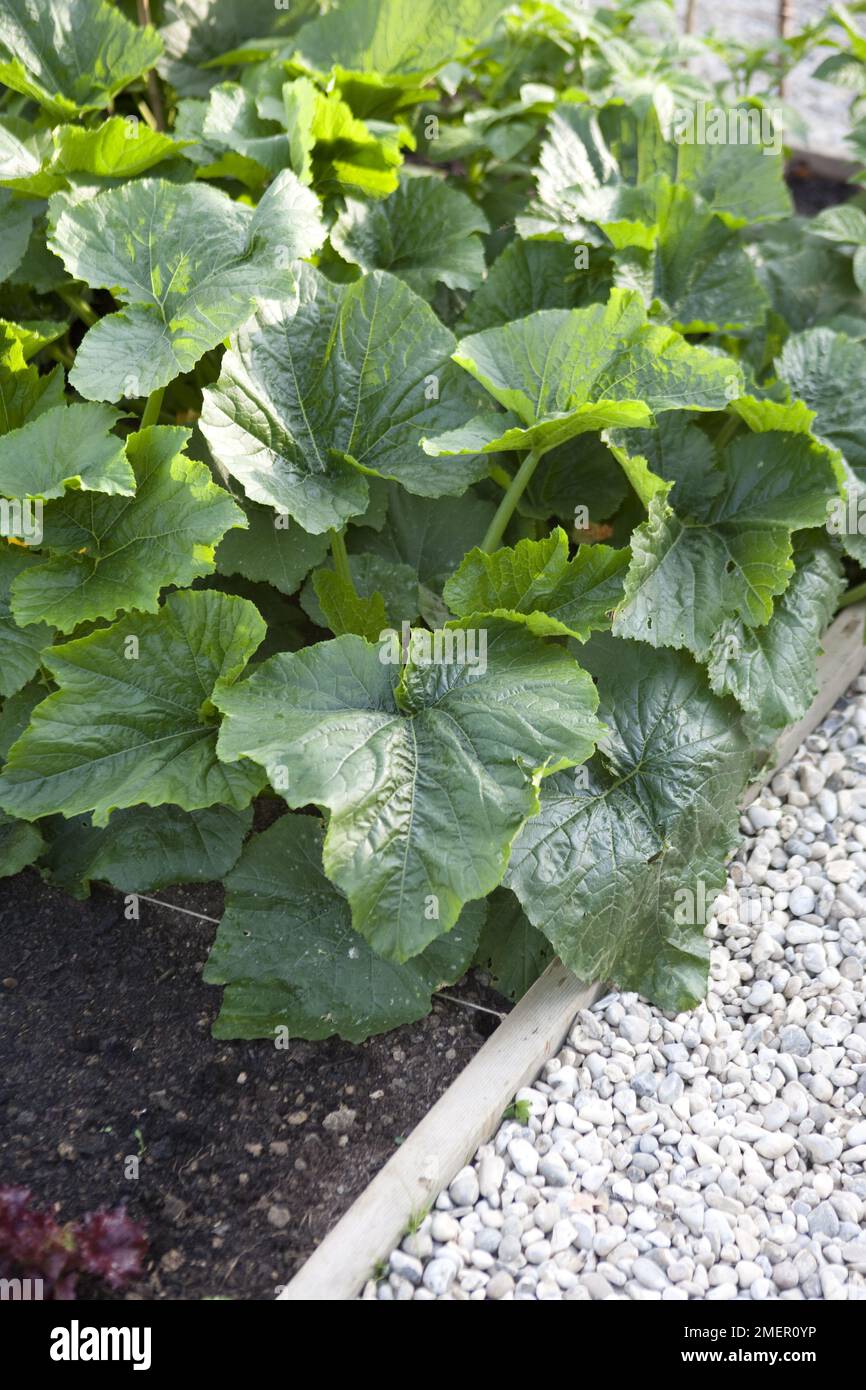 Courgette, Parador, cucurbit, healthy vegetable plant in vegetable ...