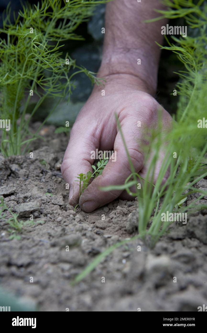 Hand weeding hi-res stock photography and images - Alamy