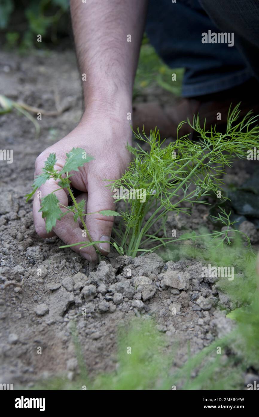 Hand weeding hi-res stock photography and images - Alamy