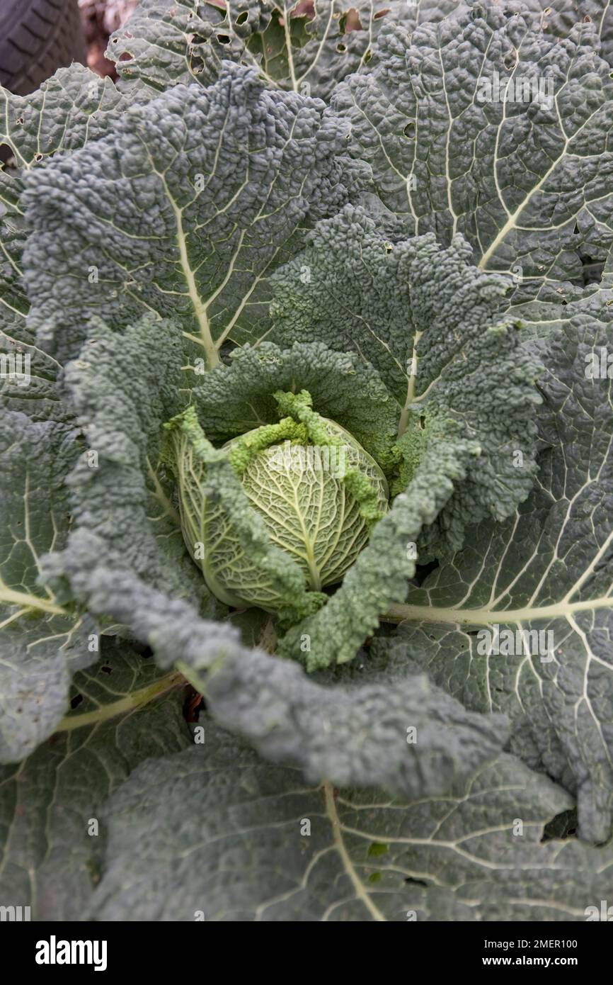 Large savoy cabbage, close-up Stock Photo - Alamy