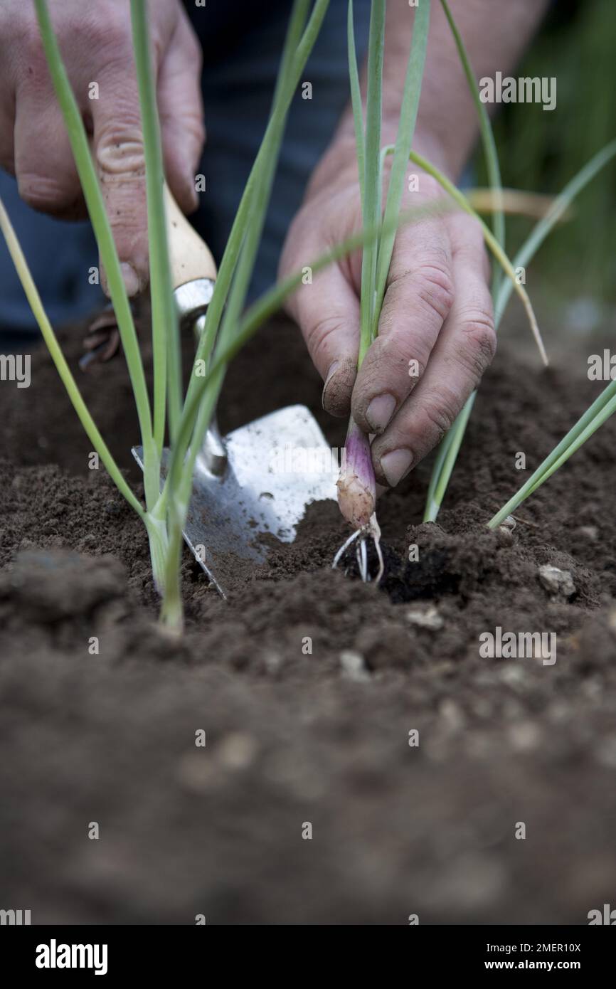 Transplanting out Shallots, Banana variety, using a hand trowel Stock ...