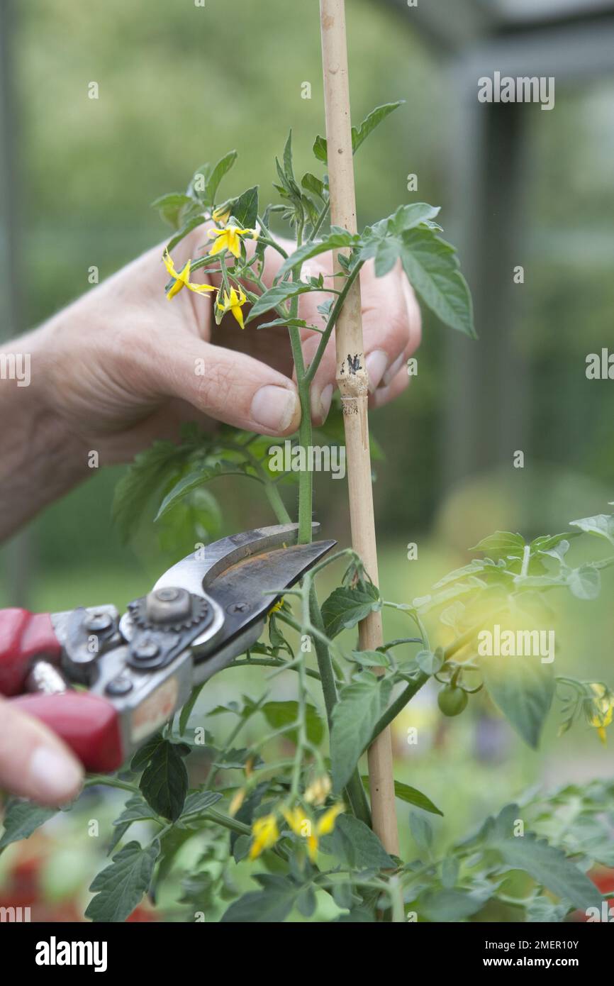 Tomato 'Gardeners Delight', fruiting crop, growing plant, growing under ... Tomato 'Gardeners Delight', fruiting crop, growing plant, growing under ...