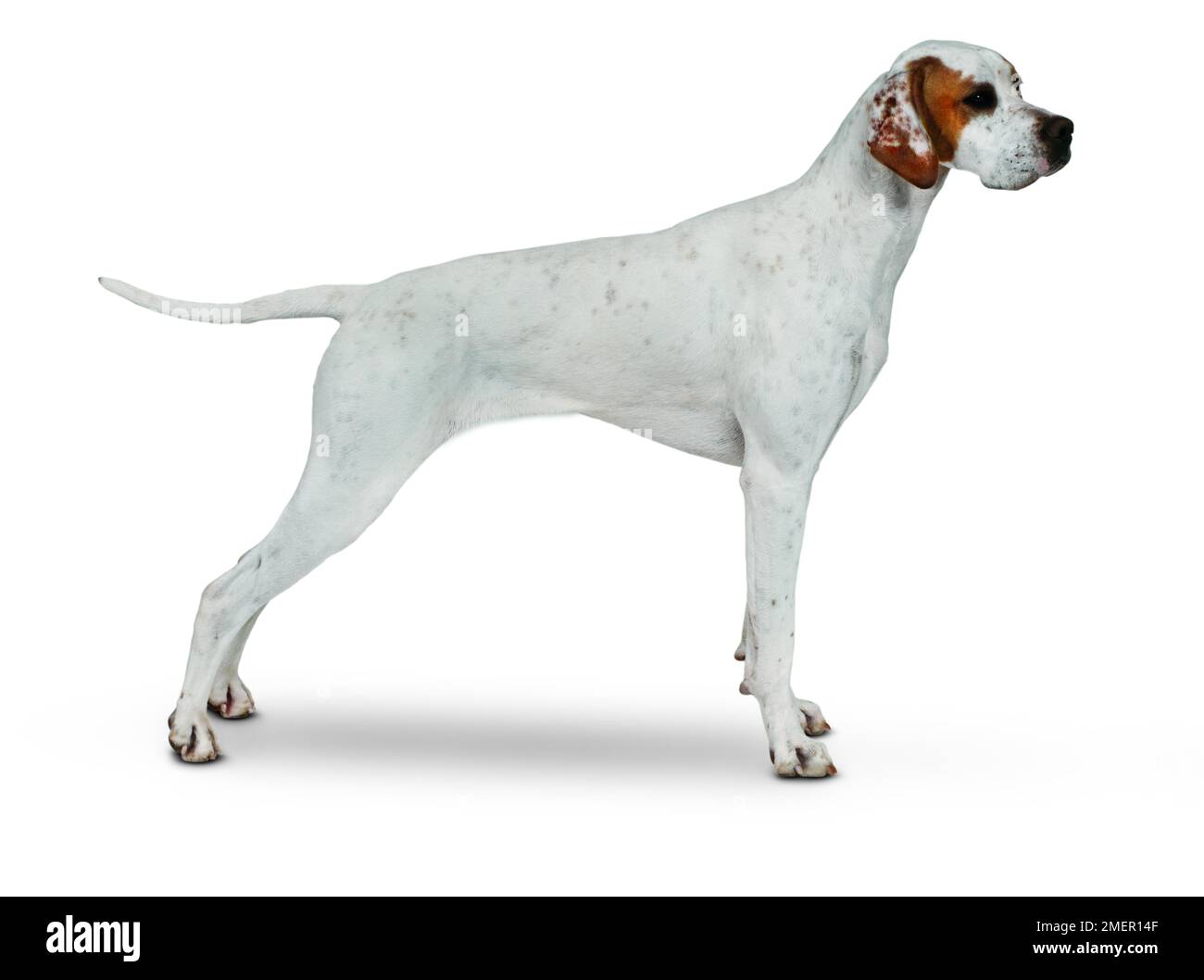 English Pointer, standing, side view Stock Photo - Alamy