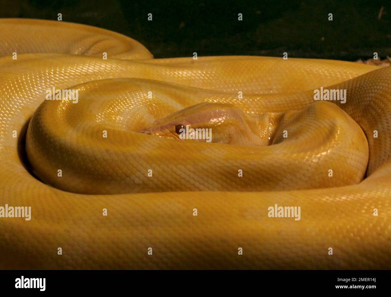 Burmese python molurus bivittatus hi-res stock photography and images ...