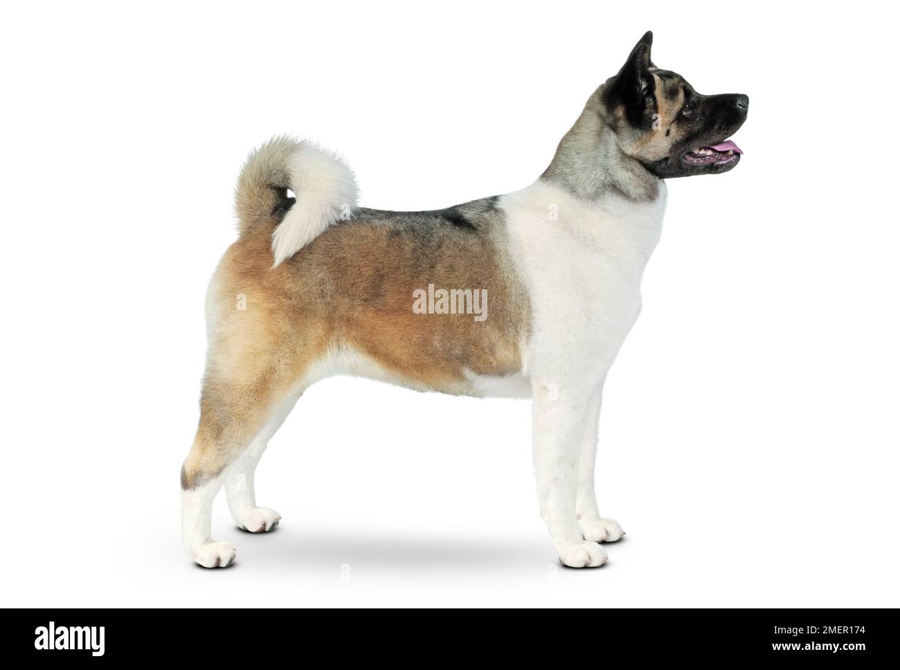 Akita dog standing, side view Stock Photo - Alamy