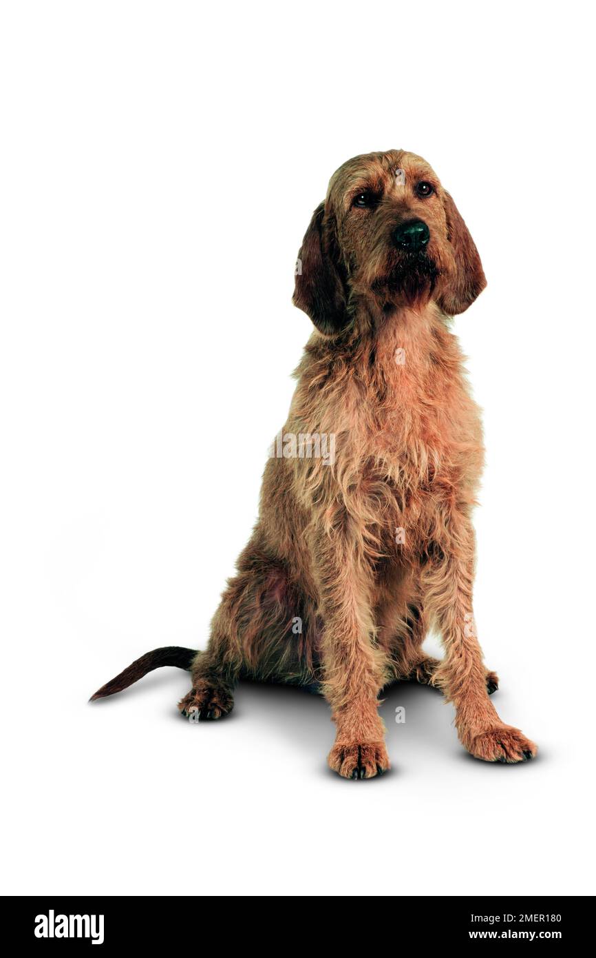 Griffon fauve de bretagne hi-res stock photography and images - Alamy