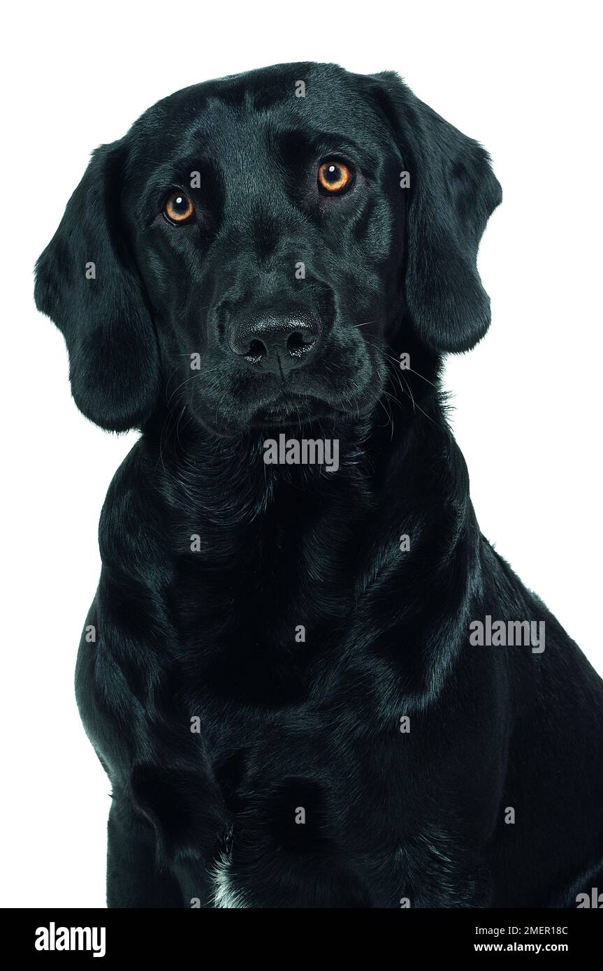 Labrador English Springer Cross Stock Photo - Alamy