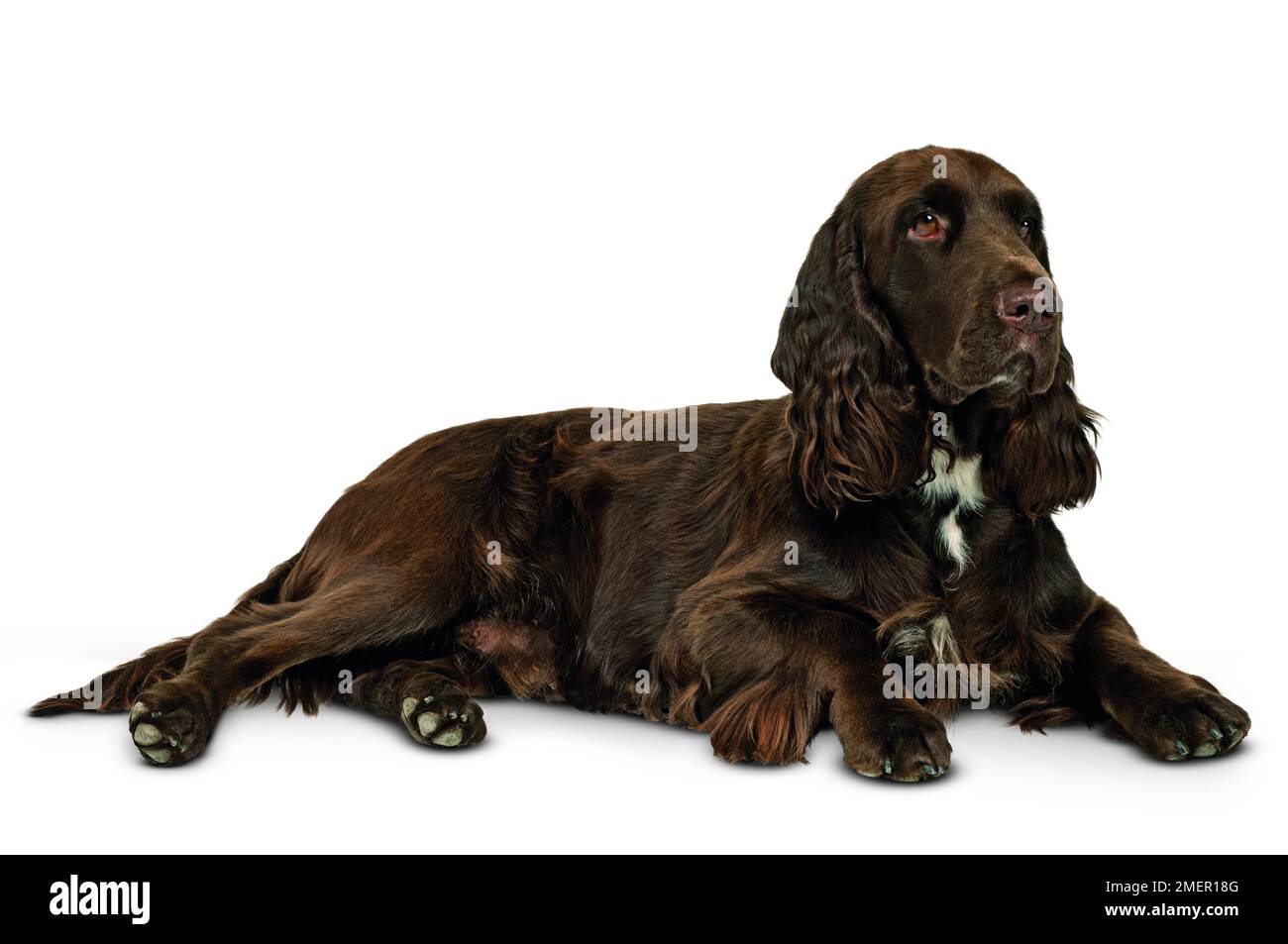 Dog home spaniel Cut Out Stock Images & Pictures - Alamy