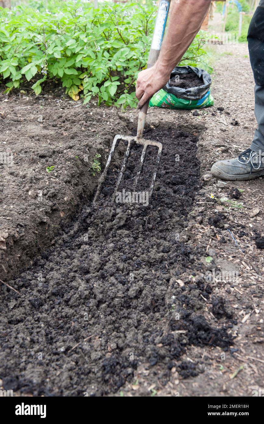Double digging garden hi-res stock photography and images - Alamy