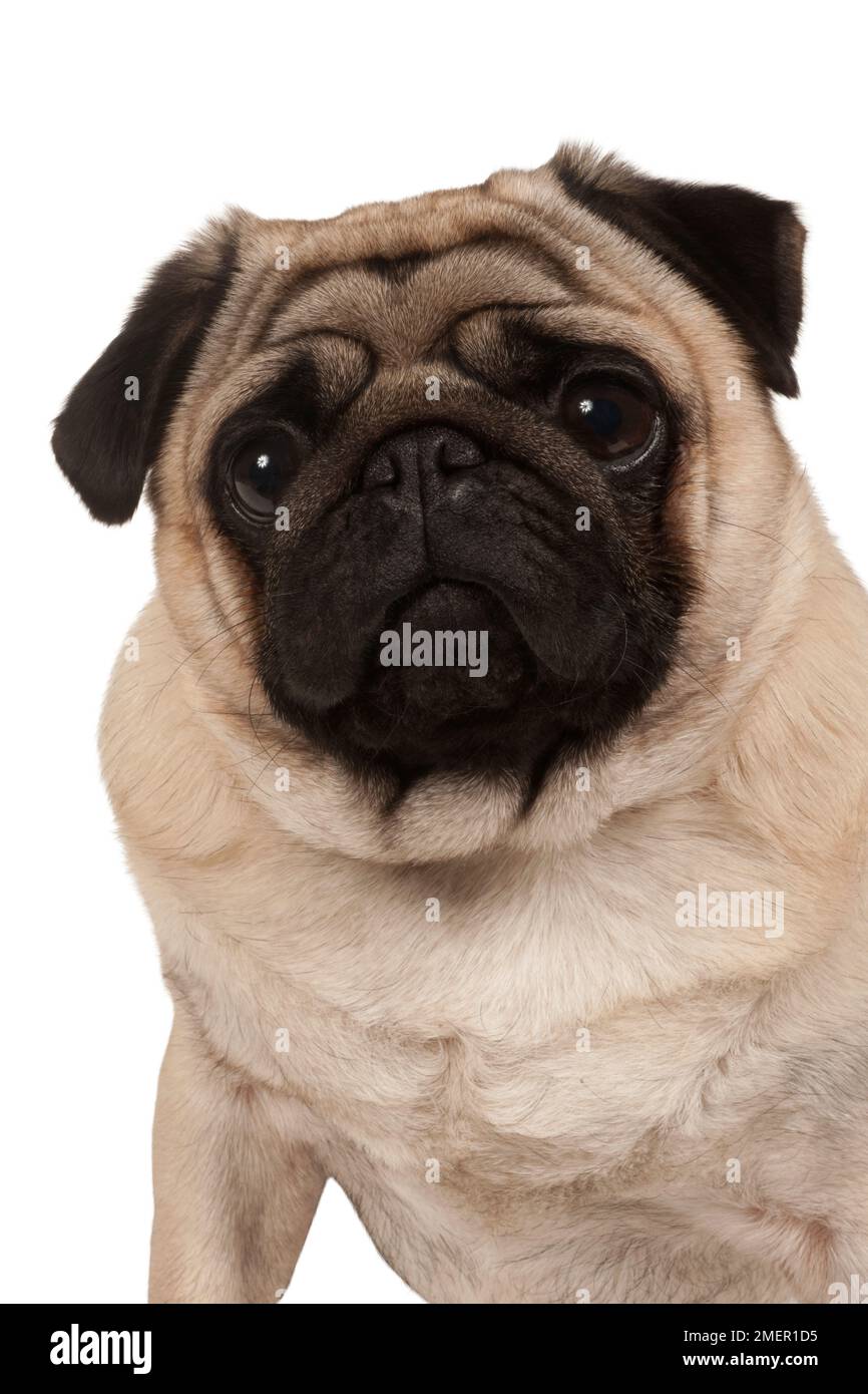 Pug, 2-3-year-old male dog Stock Photo - Alamy