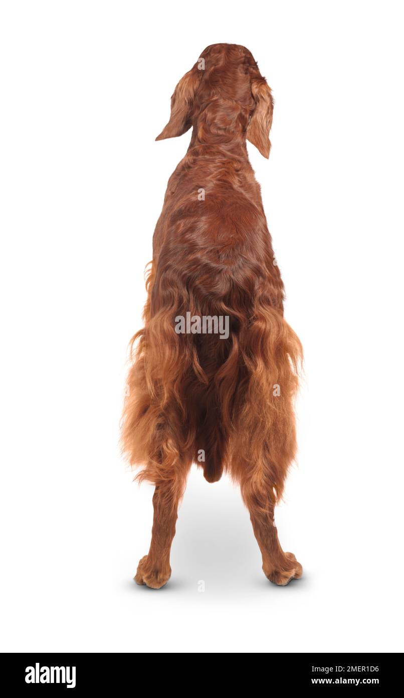 Irish Setter, female dog Stock Photo - Alamy