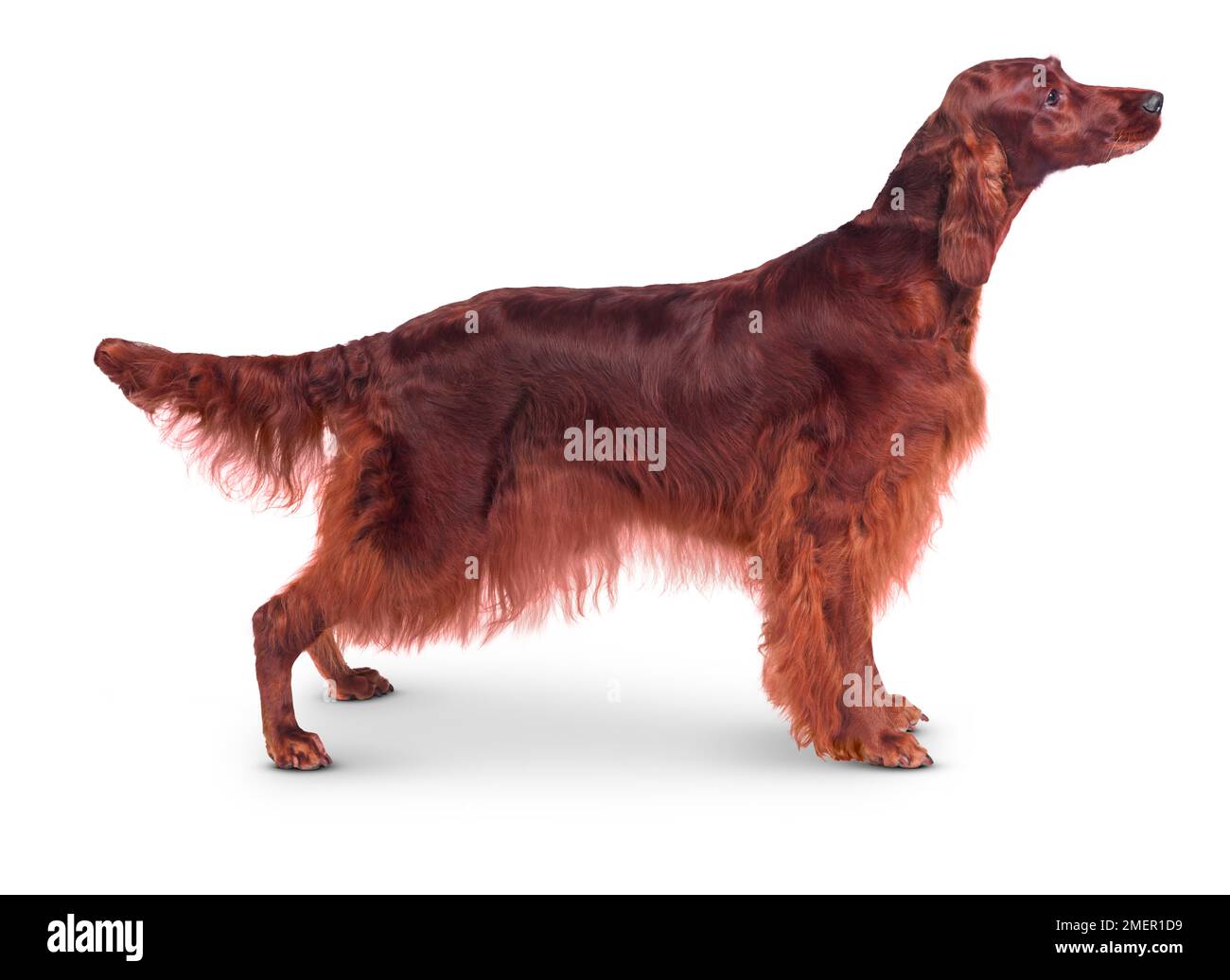 Irish Setter, female dog Stock Photo - Alamy