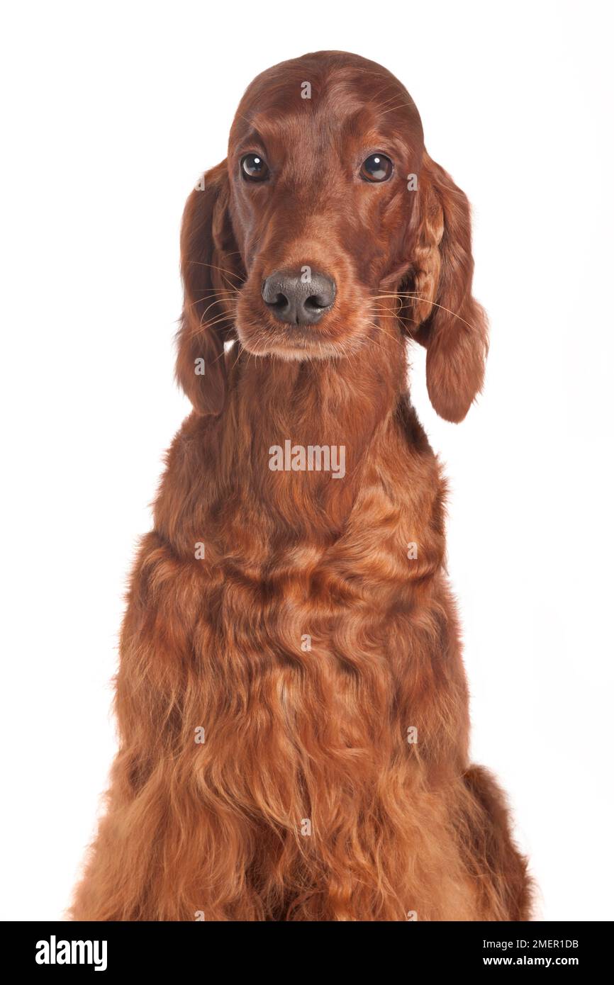 Irish Setter, female dog, portrait Stock Photo - Alamy