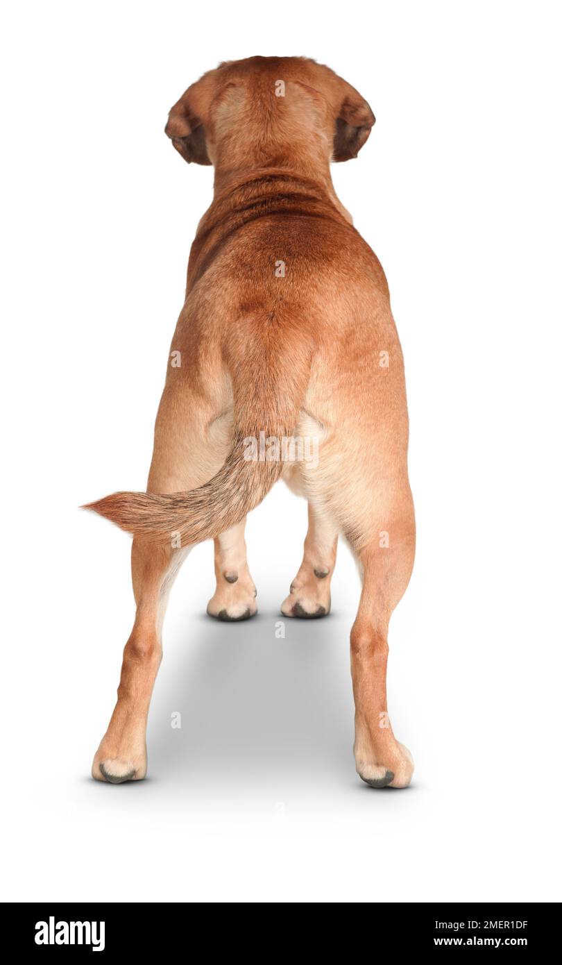 Female with dog rear view Cut Out Stock Images & Pictures - Alamy