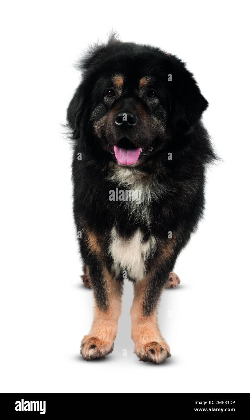 Tibetan Mastiff, black and tan, 9-year-old male Stock Photo - Alamy