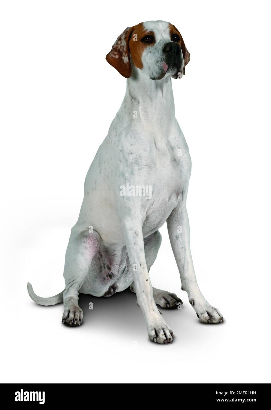 English Pointer, sitting, side view Stock Photo - Alamy
