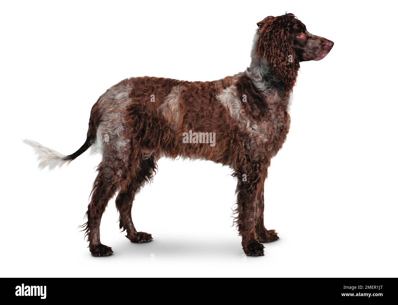 Pont-Audemer Spaniel or Epagneul Pont-Audemer, standing, side view ...